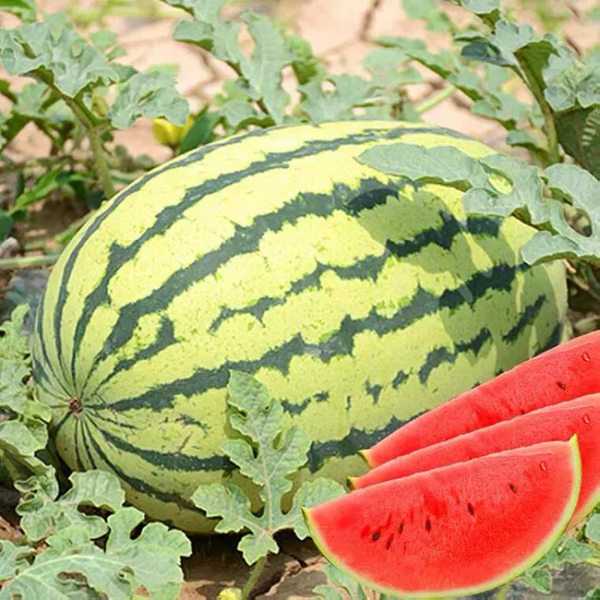 Lazy Giant Watermelon Seeds – unitmotor