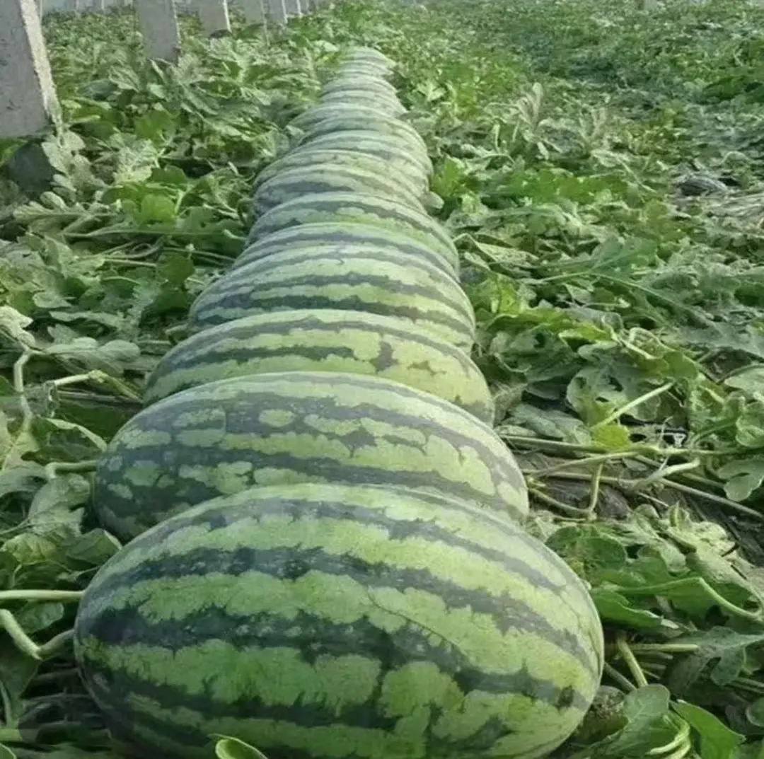Lazy Giant Watermelon Seeds – unitmotor