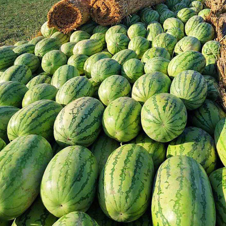 Lazy Giant Watermelon Seeds – unitmotor
