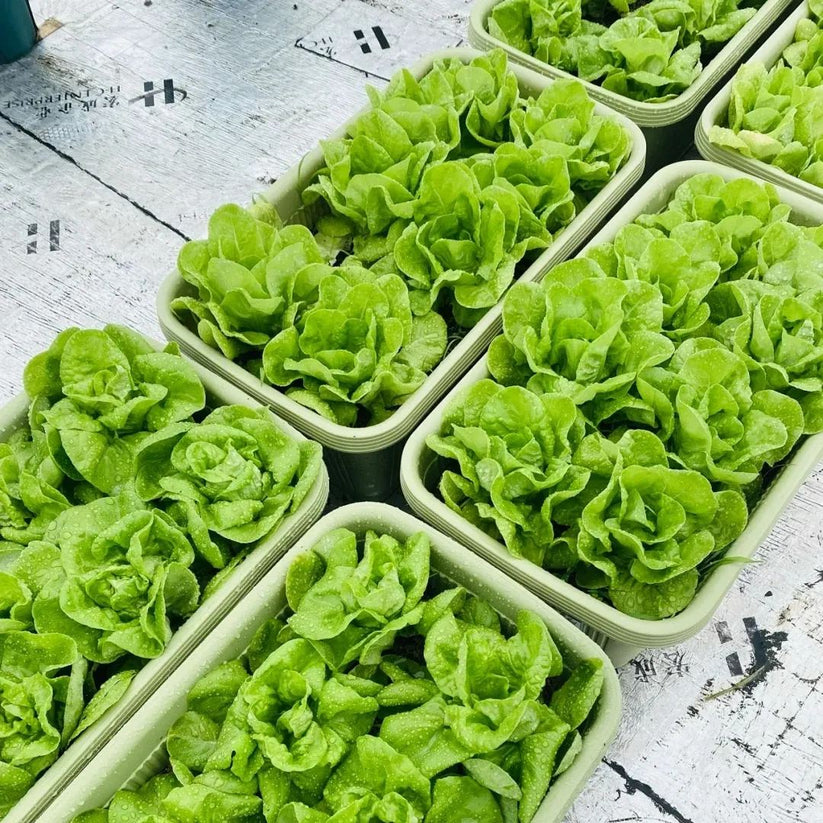 🌿3000 PCS-Fast-Growing Cream Lettuce Seeds-unitmotor™